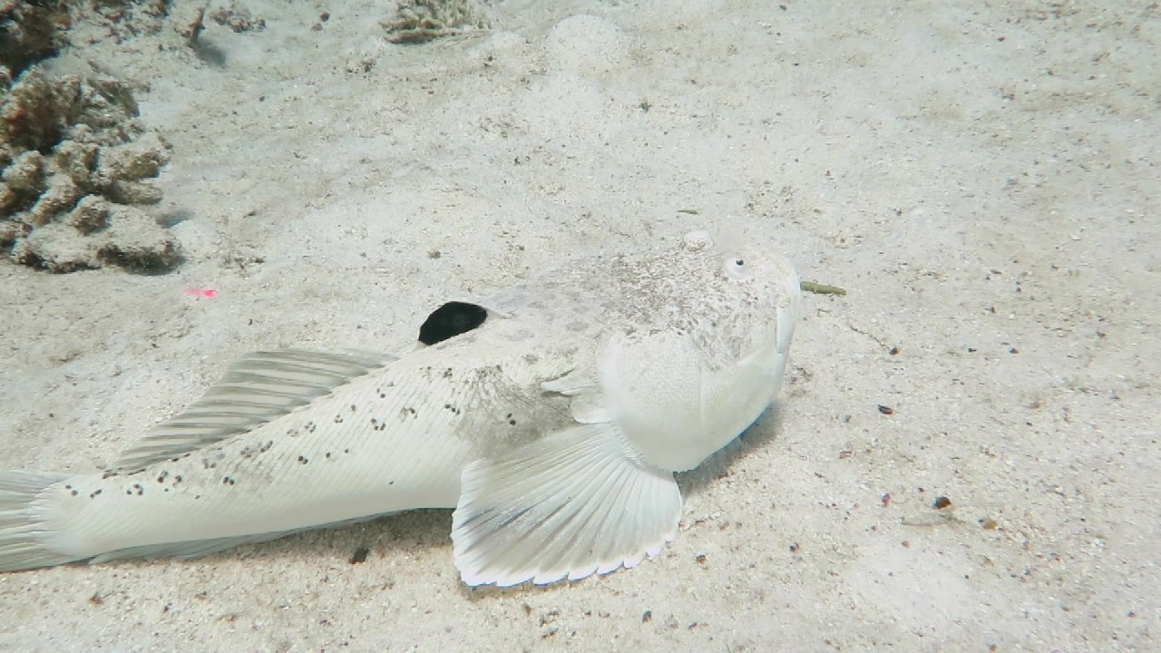 Stargazer Fish