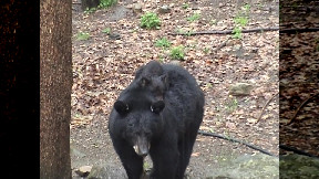Cub Rides Piggyback on Mama Bear - ViralHog