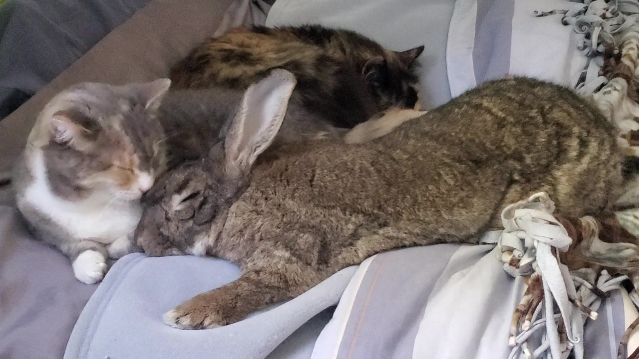 Good Morning Snuggle Bunny
